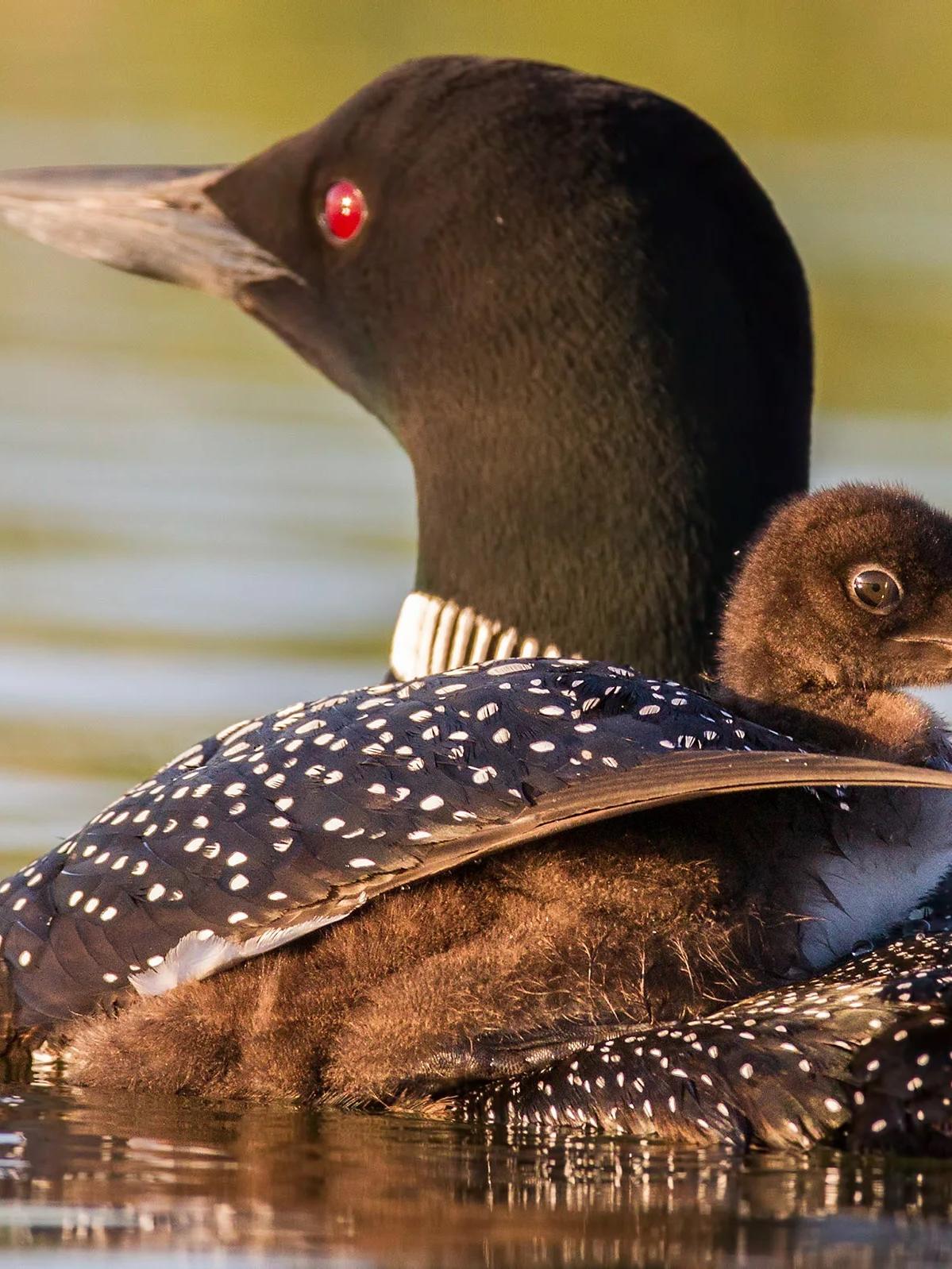 Loon Presentation | Ossipee Public Library